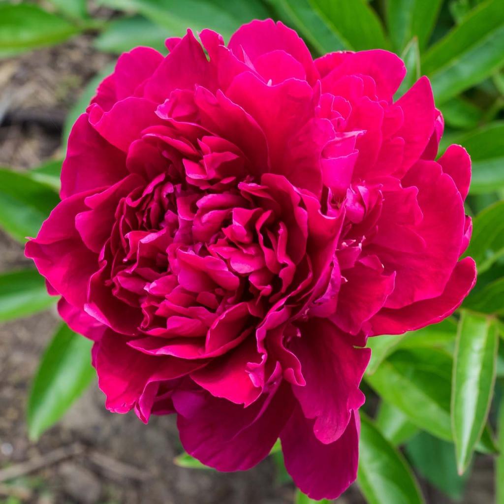 Pivoine Louis Van HoutteUne pivoine rouge sang à coeur blanc, une ...