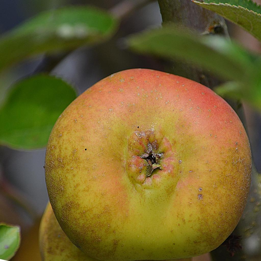 Pommier Reinette grise du Canada - Malus domestica à gros fruits
