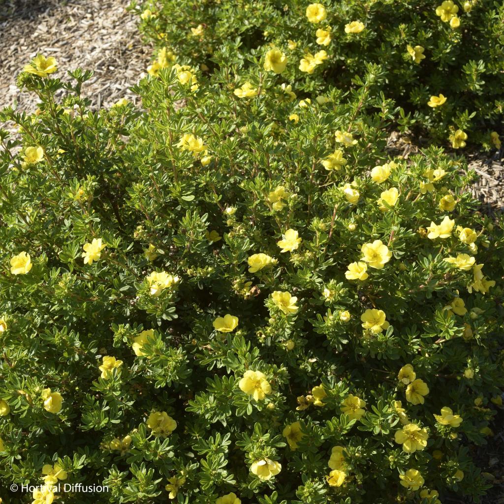 Potentilla fruticosa Double Punch Gold Minjau03 - Potentille arbustive ...