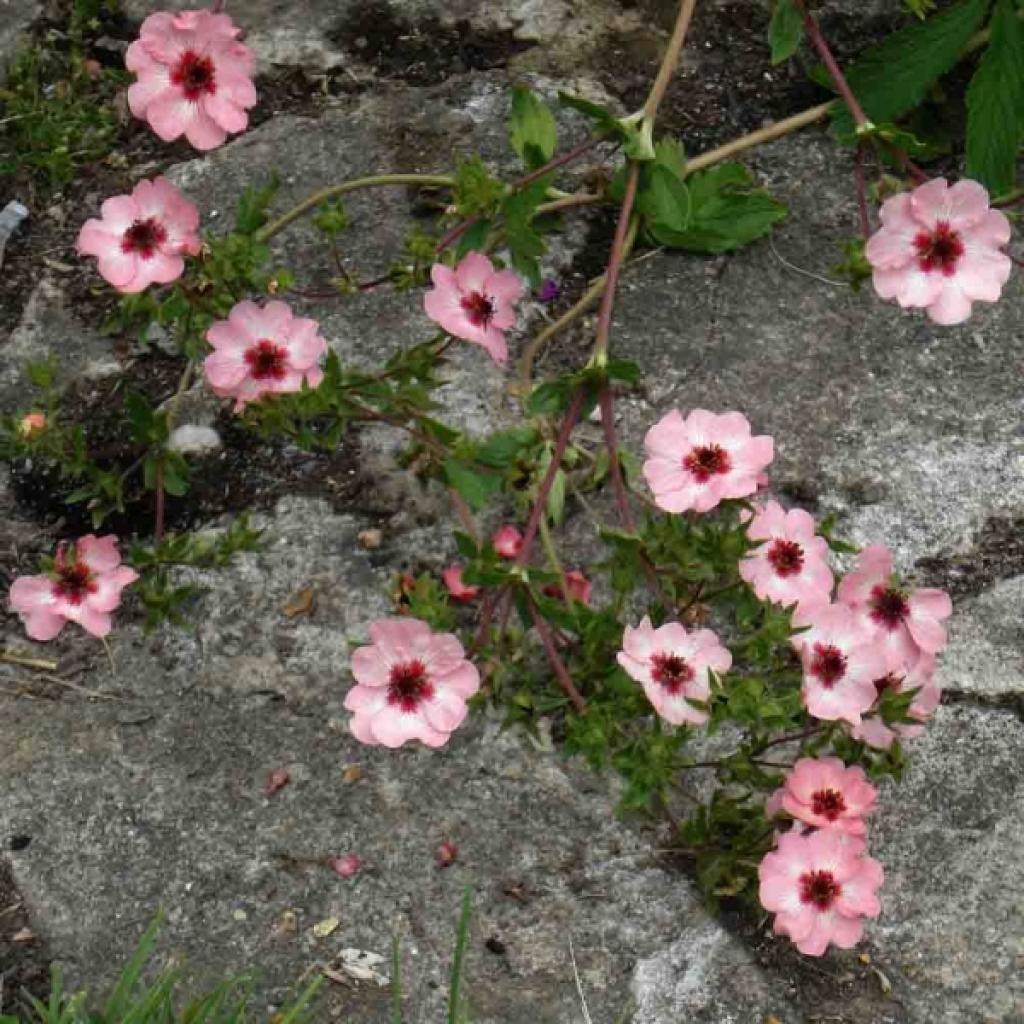 Potentilla hopwoodiana - Potentille - Une vivace aux charmantes fleurs ...