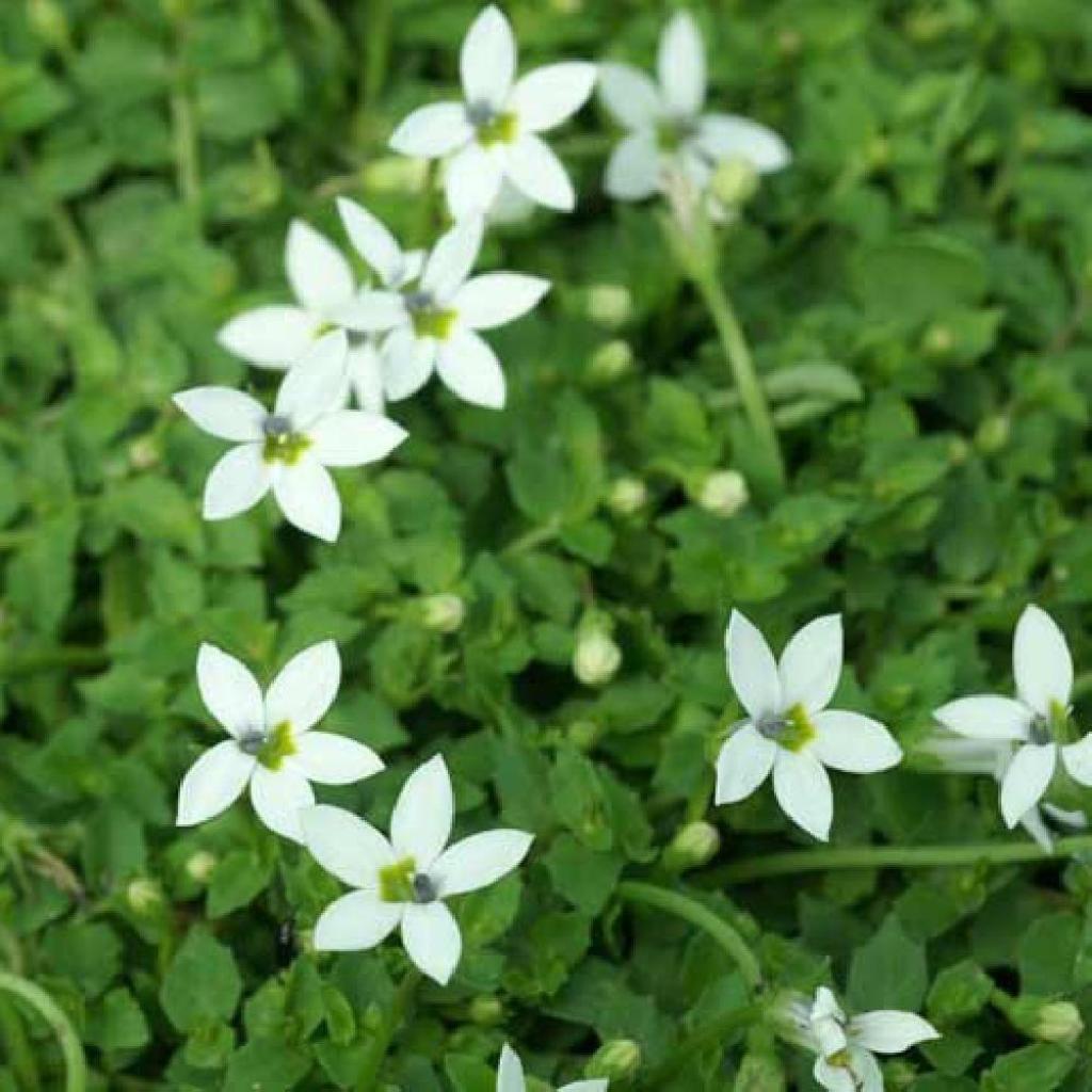 Pratia pedunculata Alba - Vivace couvre sol tapissante à fleurs en ...