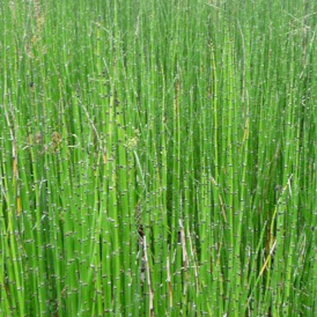 Equisetum scirpoides - Prêle japonaise naine - Vivace à fines tiges ...