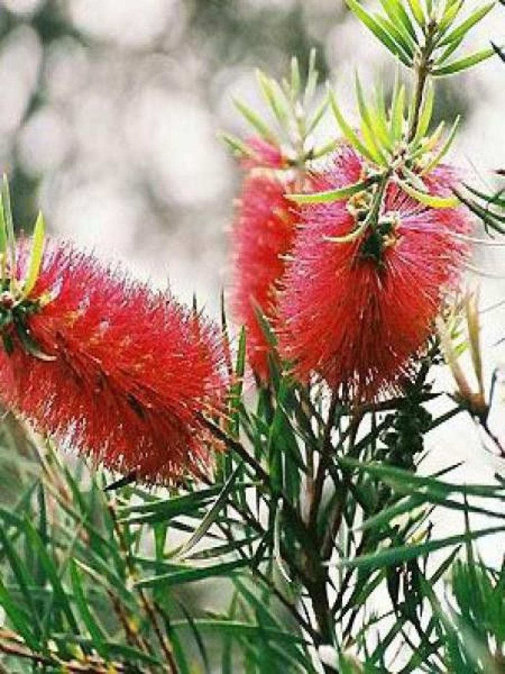 Callistemon rigidus - Rince-bouteille rustique à goupillons rouge pourpre
