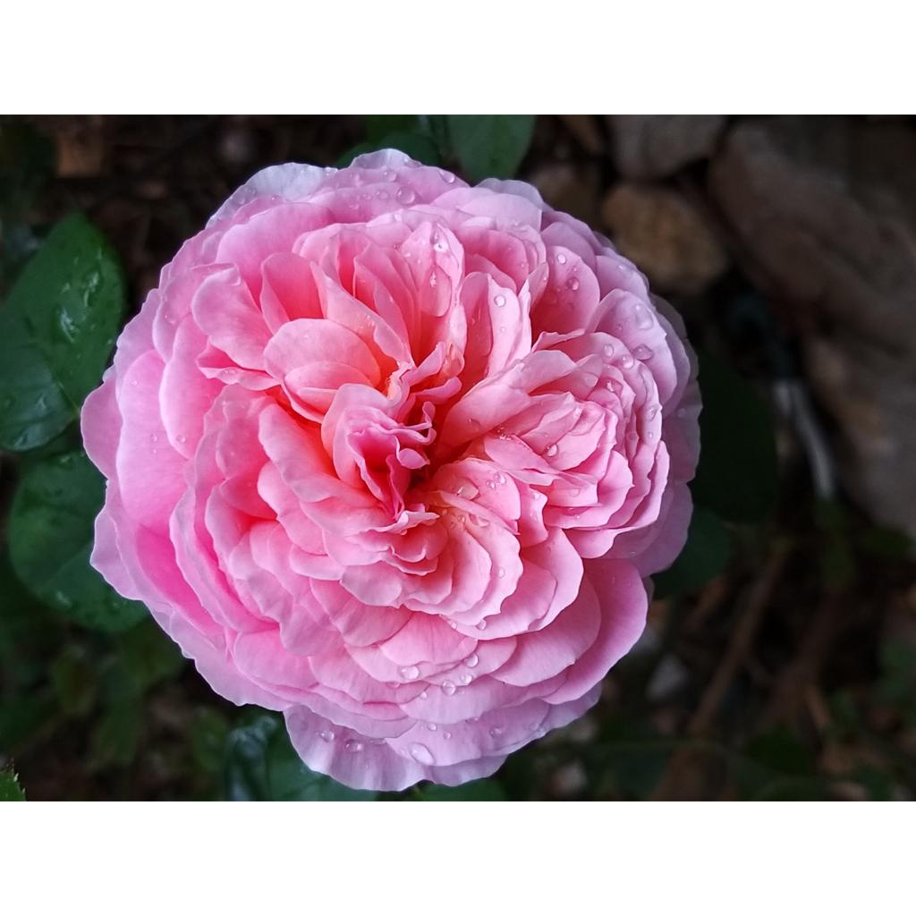 Rosa Eustacia Vye - Rose anglaise David Austin à fleurs doubles rose ...