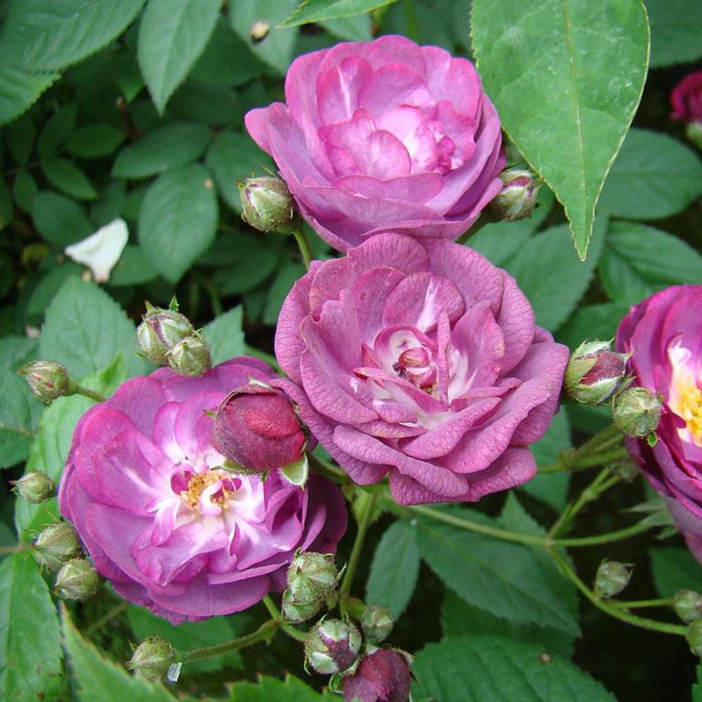 Rosa Sibelius LENbar - Rosier arbustif remontant - Des bouquets de ...