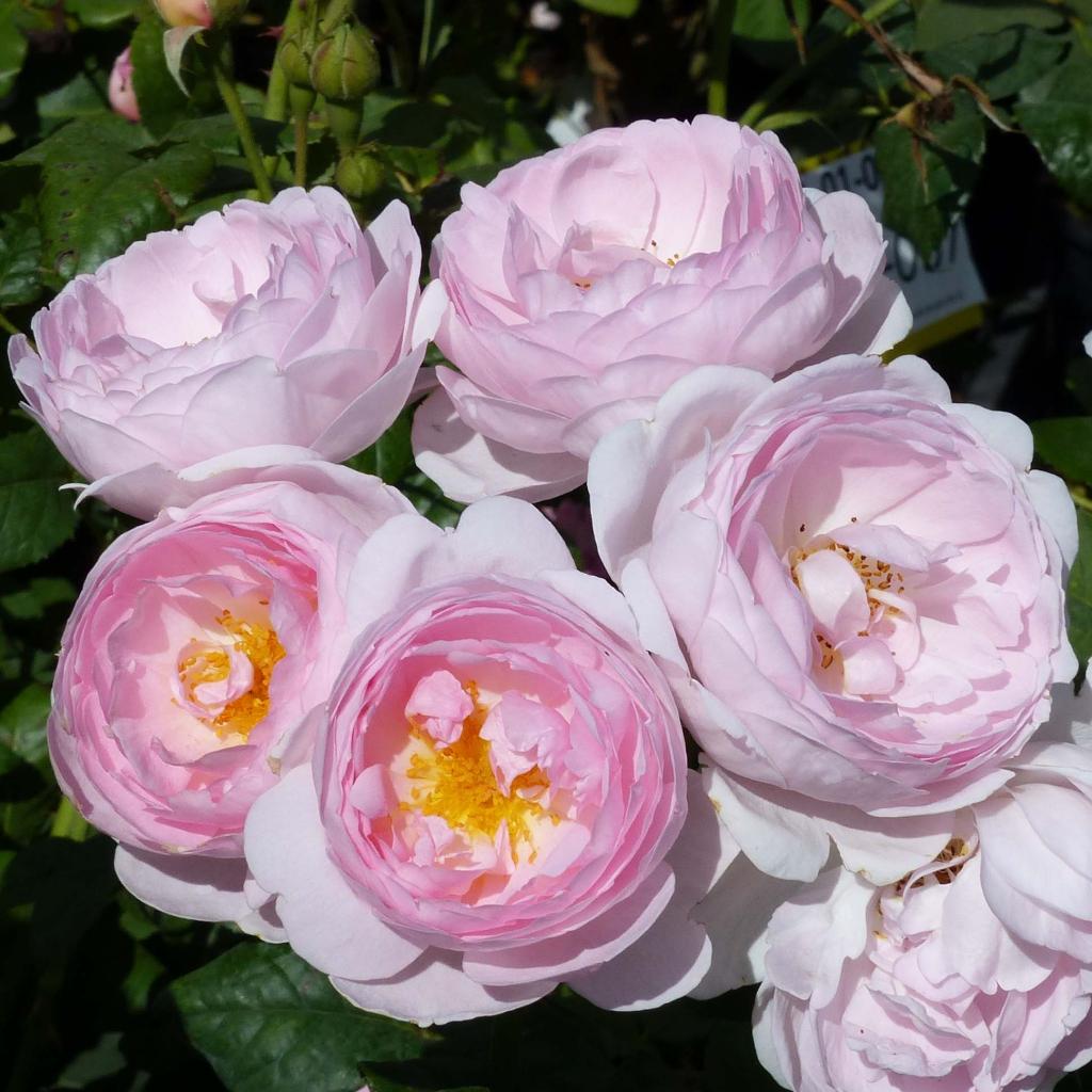 Rosier David Austin Heritage Ausblush - Arbustif, à fleurs roses en ...