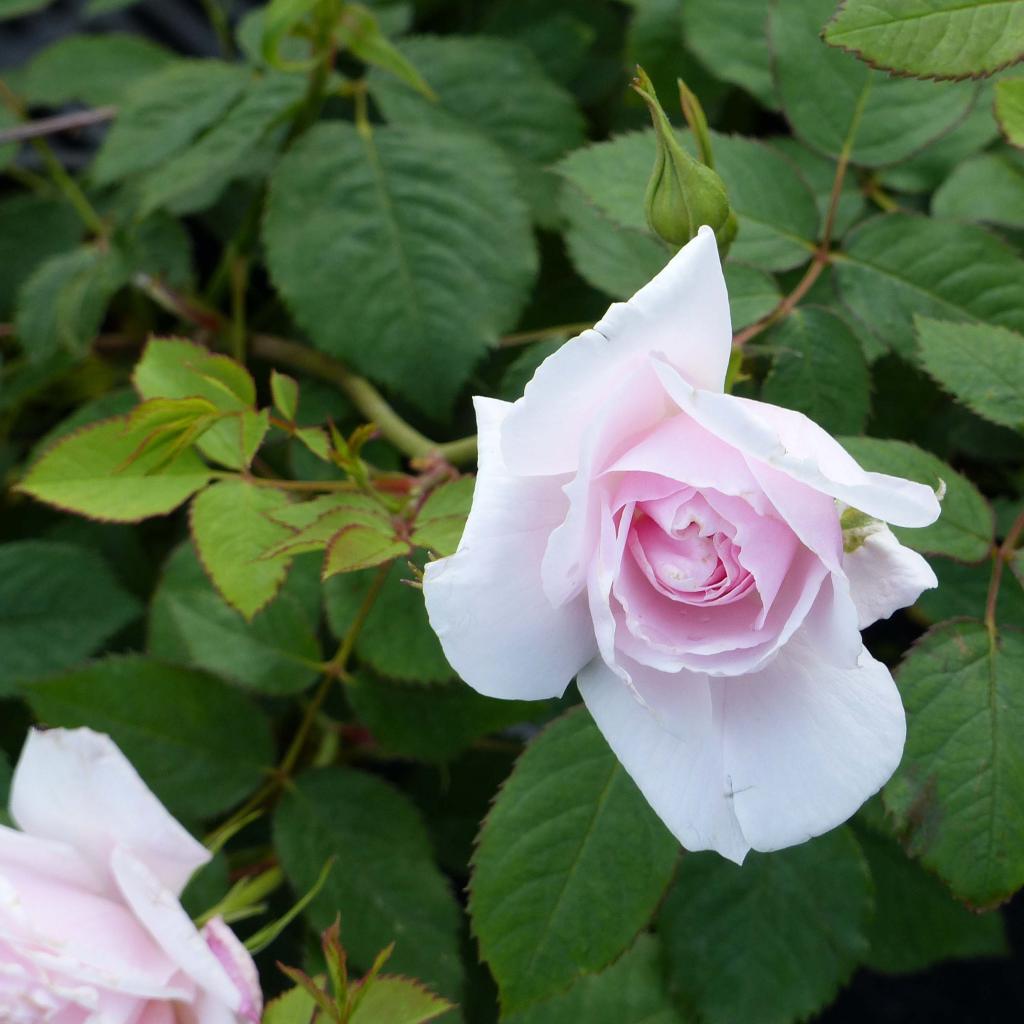 Rosa Lady Salisburry® - Auscezed - Rose anglaise David Austin - Des ...
