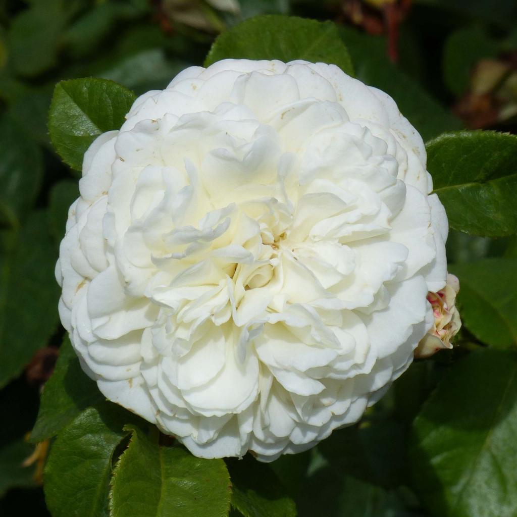 Rosa Tranquility® - Ausnoble - Rose anglaise David Austin - Des fleurs ...
