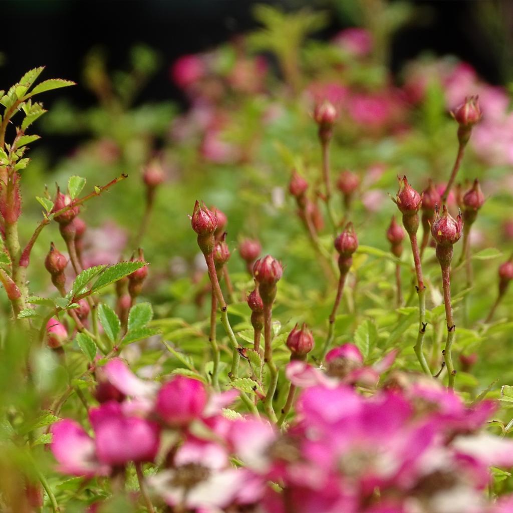 Rosier Cutie Pie - Rosier miniature aux fleurs simples roses à centre blanc