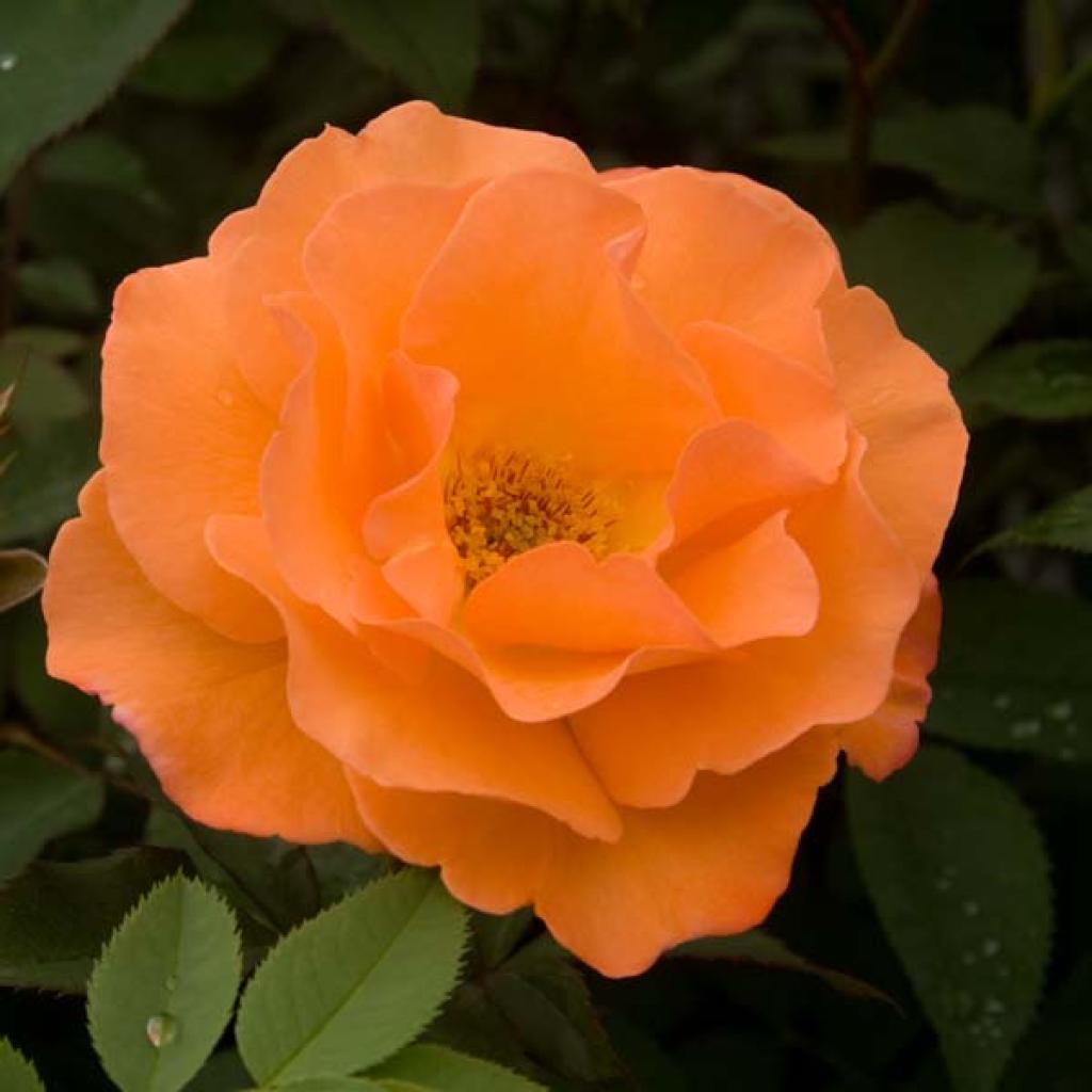 Rosa Climber Orange, rosier grimpant remontant moderne. Chabert ...