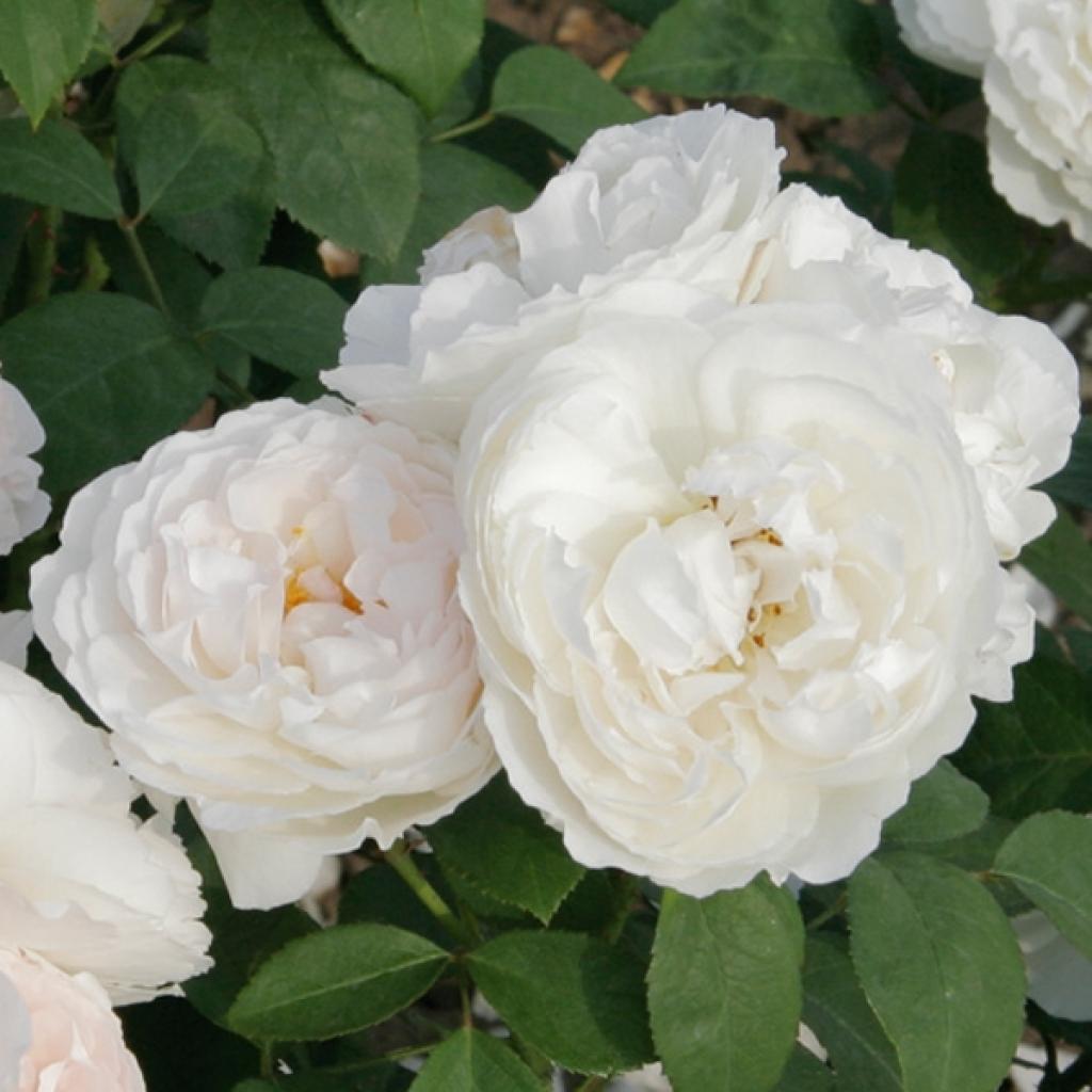 Rosa Winchester Cathedral Auscat - Rose anglaise David Austin aux ...