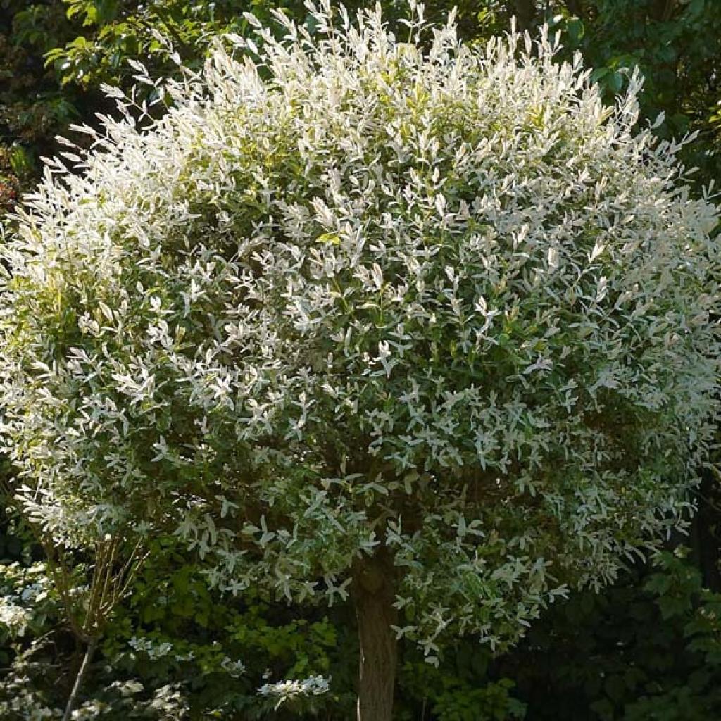 Salix integra Hakuro Nishiki - Saule crevette à feuillage panaché