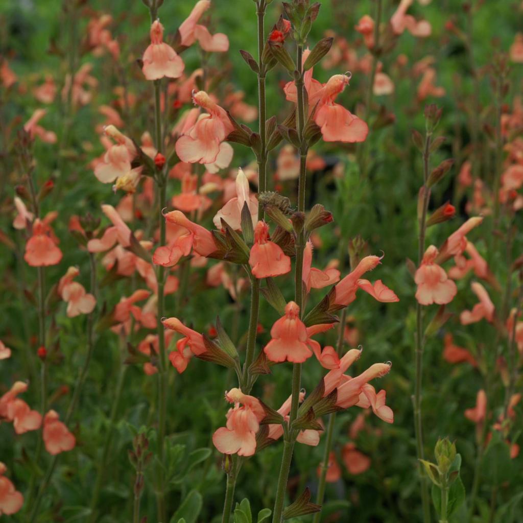 Salvia jamensis California Sunset - Sauge arbustive très florifère, à ...
