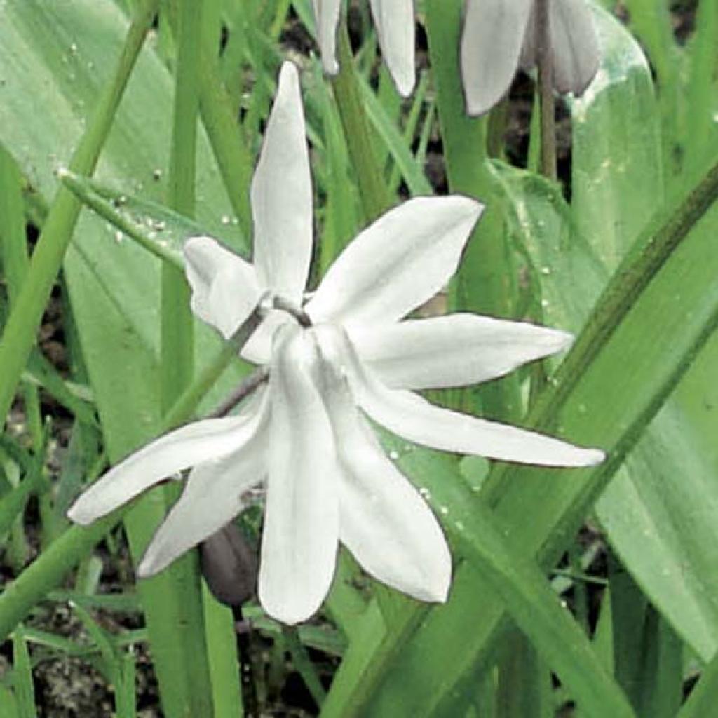 Scilla siberica Alba - Scille de Sibérie blanche - Othocallis - Bulbe ...