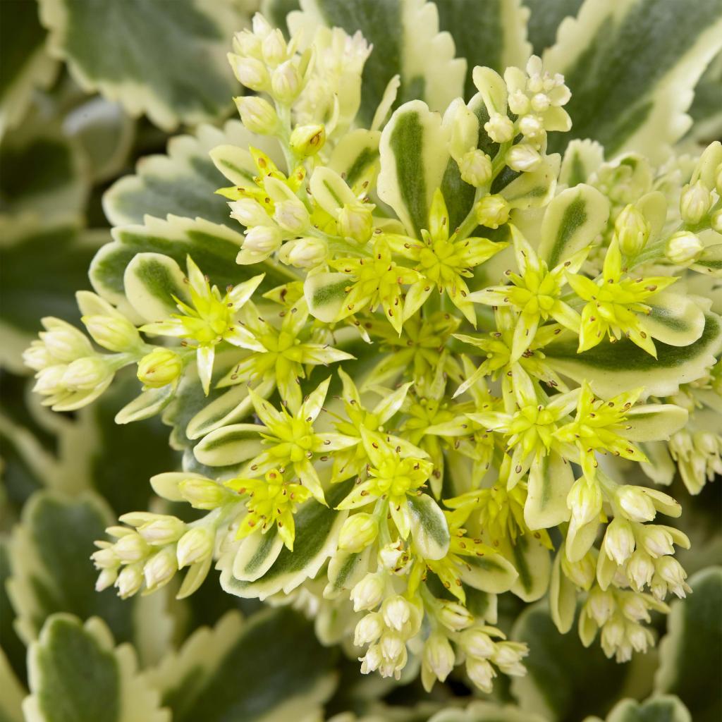 Sedum takesimense Atlantis - Orpin à feuillage bordé de crème, fleurs ...