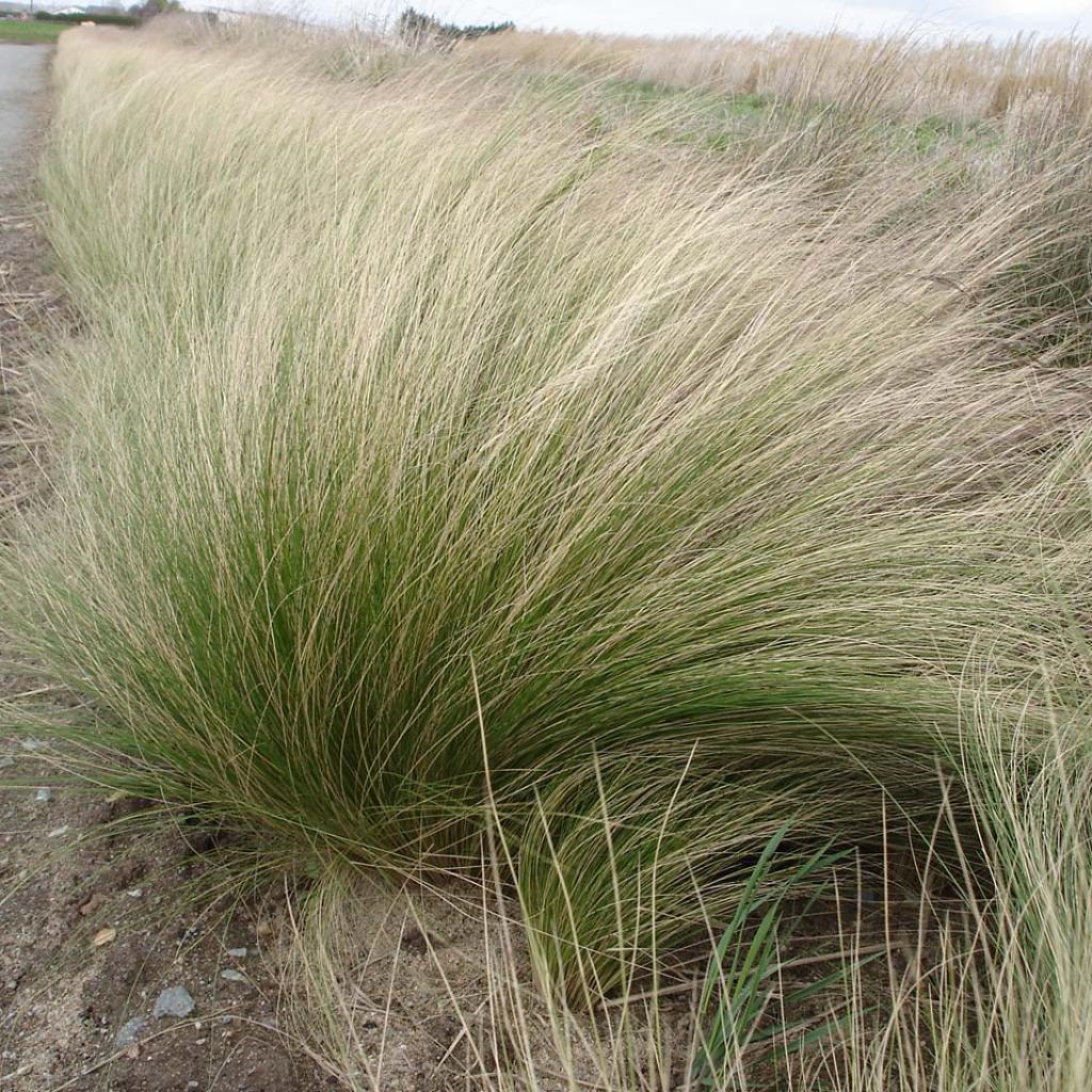 Cheveux d'ange - Stipa tenuifolia - Ponytail - Une graminée persistante ...