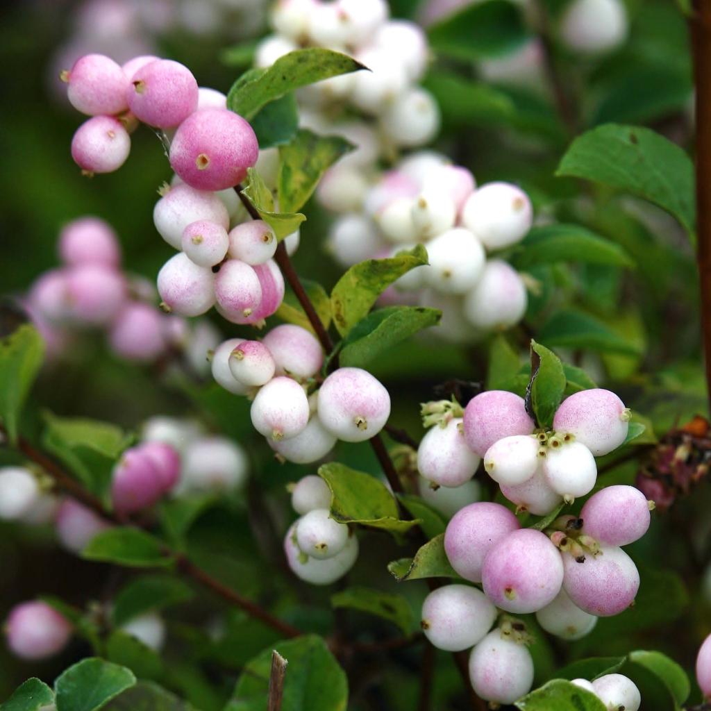 Symphoricarpos x doorenbosii Magical Sweet Kolmaswet - Symphorine à ...