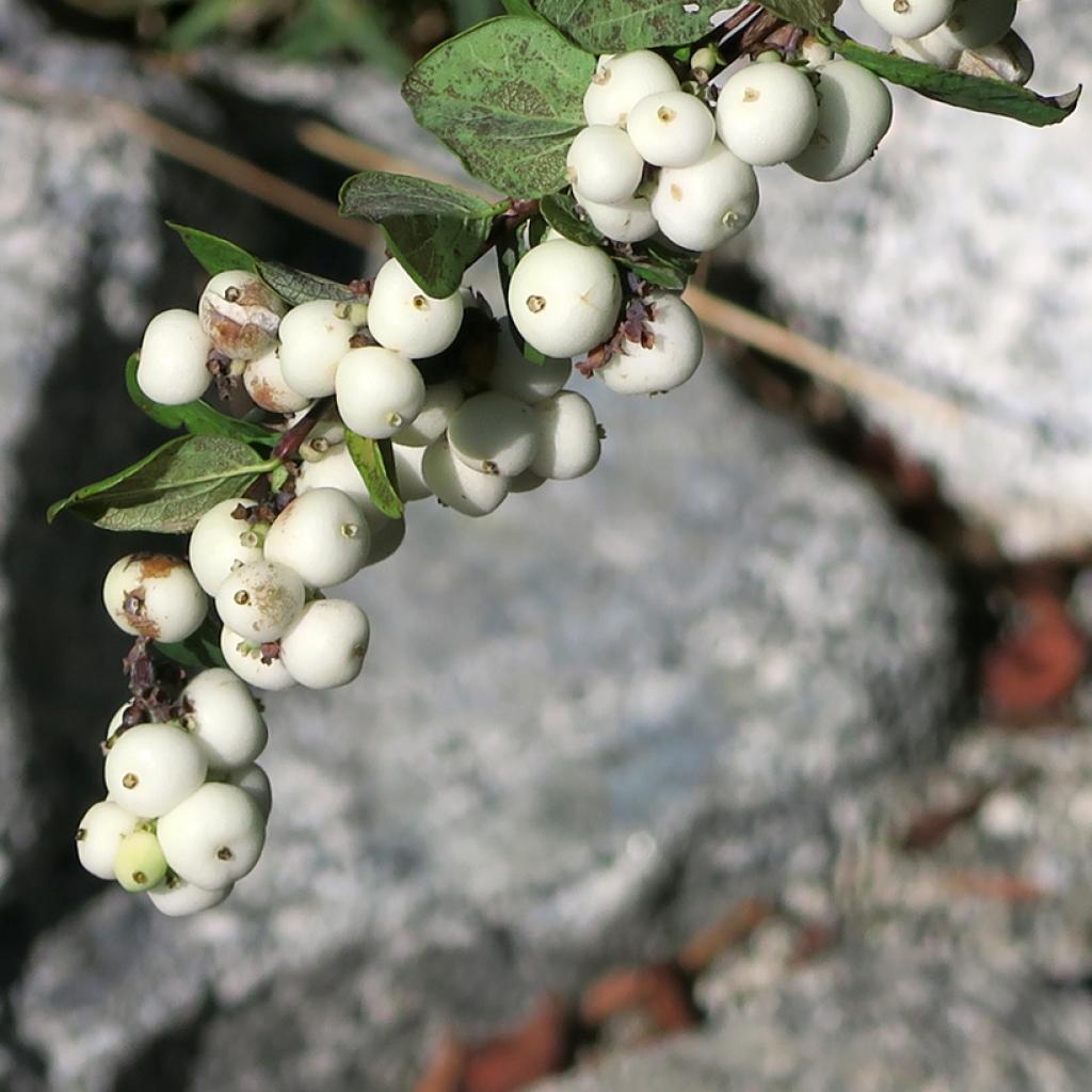 Symphoricarpos albus var. laevigatus - Symphorine blanche - Arbuste ...