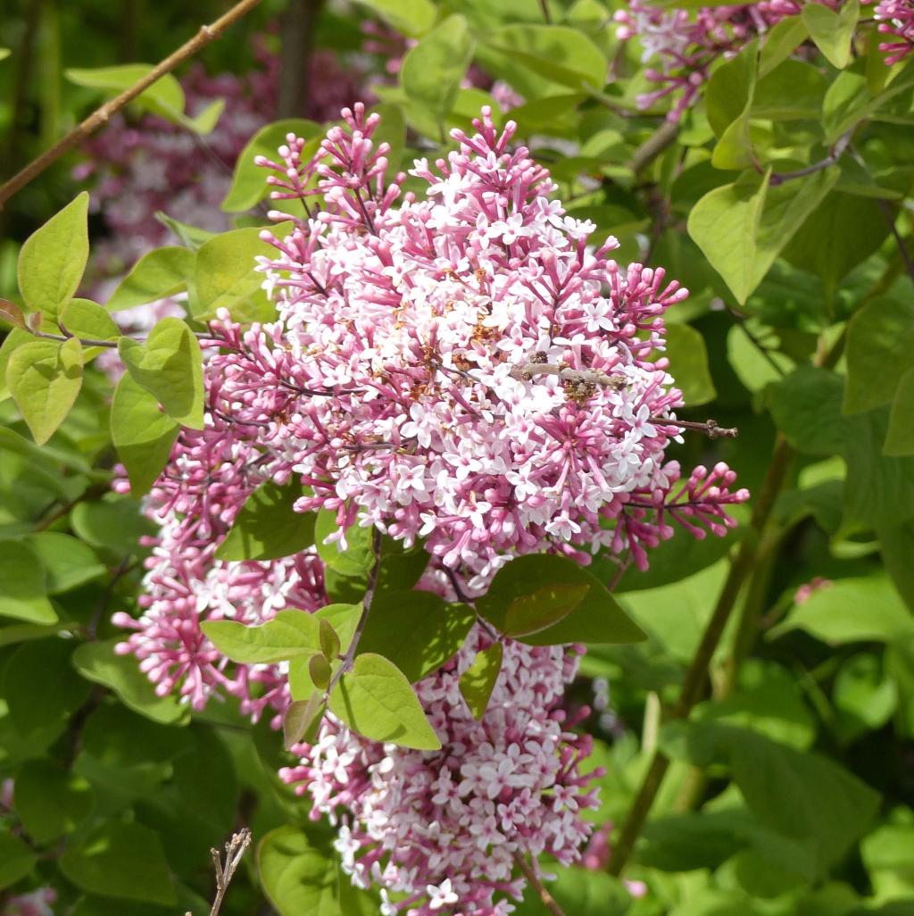 Lilas de Chine Superba - Syringa microphylla à fleurs roses pur parfumées