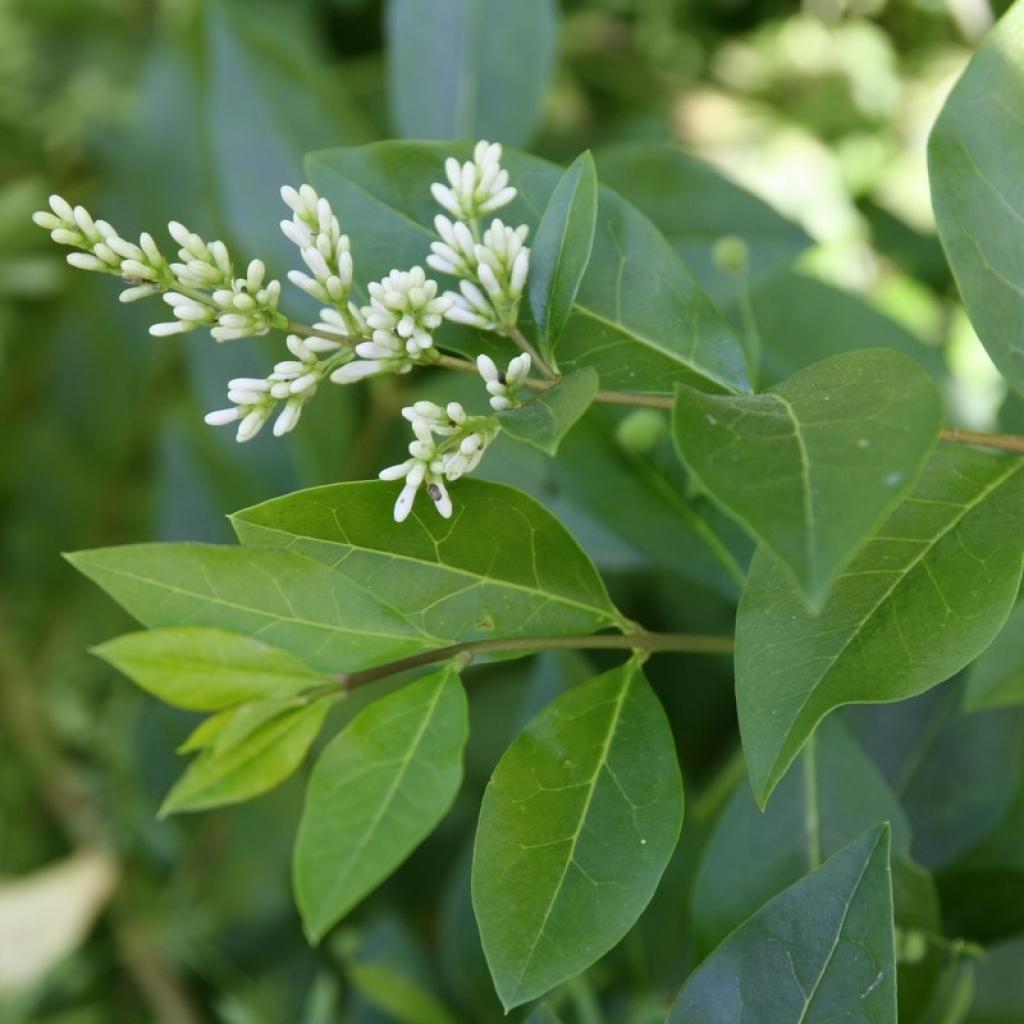 Ligustrum ovalifolium - Troène de Californie arbuste à petites fleurs