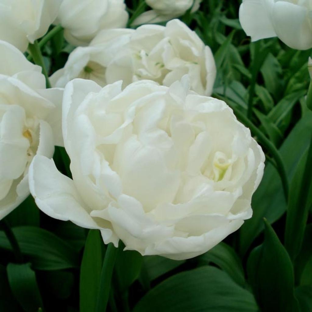 Tulipe double tardive White Heart - Bulbe - D'élégantes fleurs blanc pur