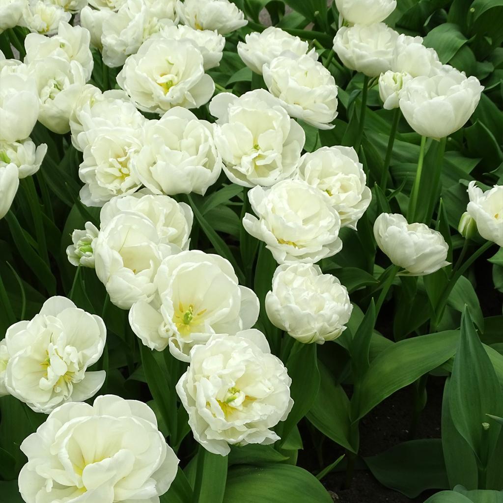 Tulipe double tardive White Heart - Bulbe - D'élégantes fleurs blanc pur