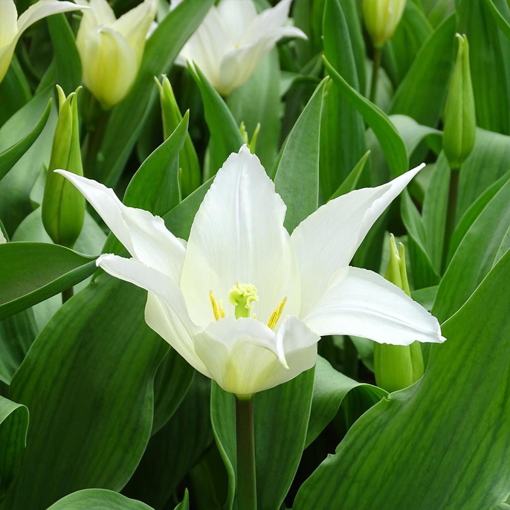 Tulipa Fleur de Lys Très Chic - Bulbe - Une variété blanche, très chic