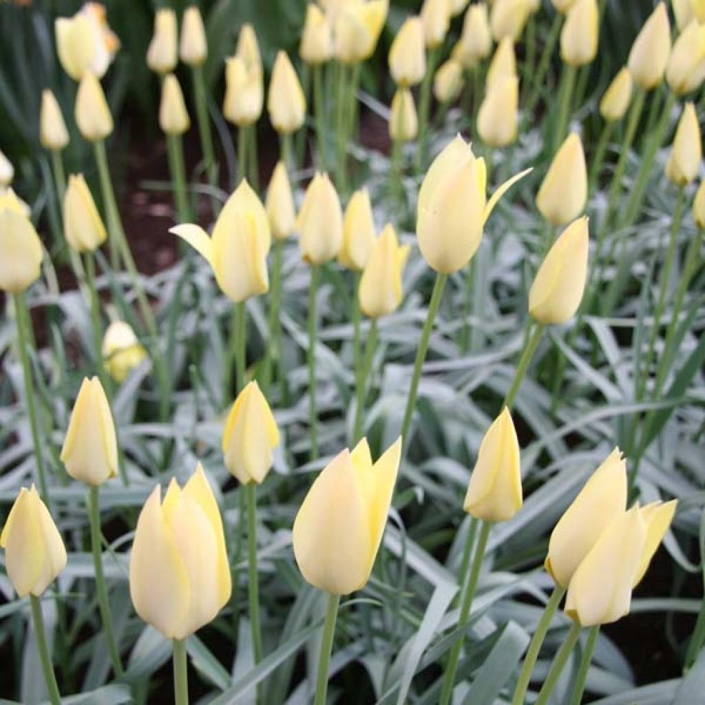 Tulipe botanique clusiana Honky Tonk - Bulbe - Variété à fleurs jaune ...