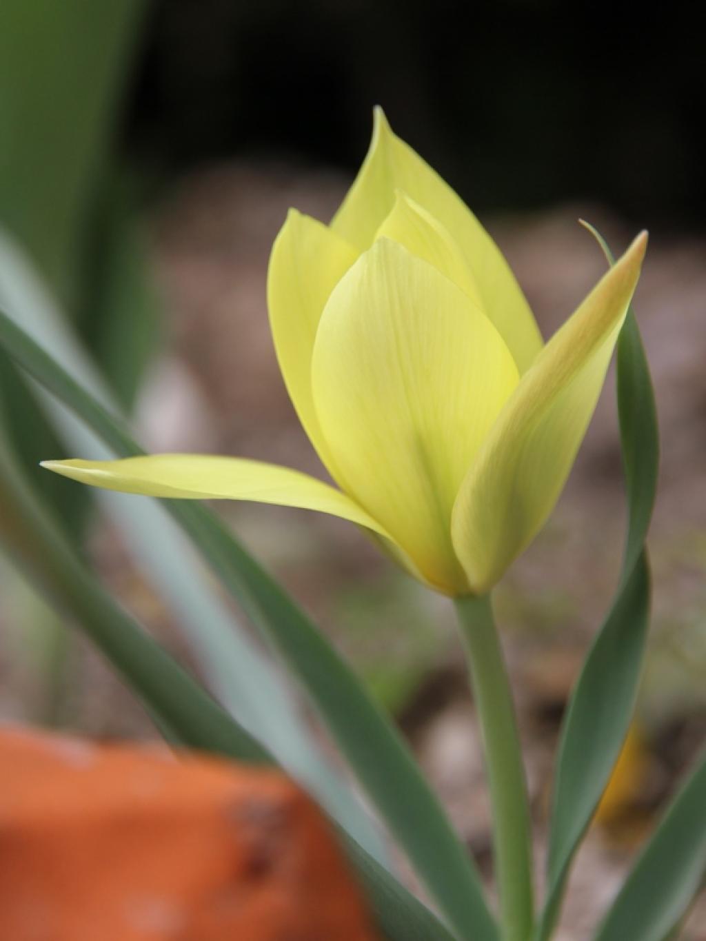 Tulipe botanique clusiana Honky Tonk - Bulbe - Variété à fleurs jaune ...