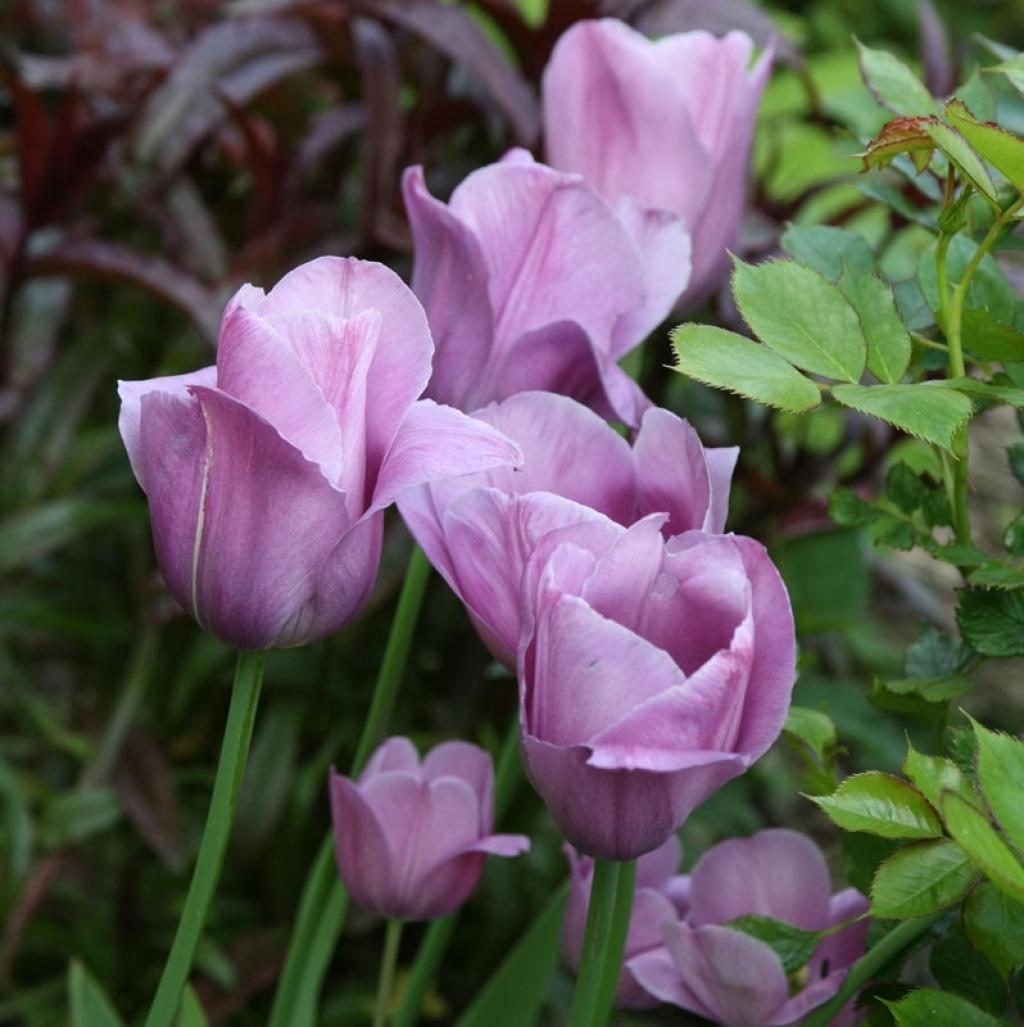 Tulipe simple tardive Violet Beauty - Bulbe - De jolies fleurs mauves