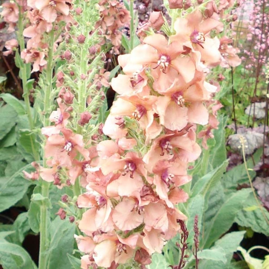 Verbascum Jackie - Molène - Une grande vivace à fleurs rose saumon à ...