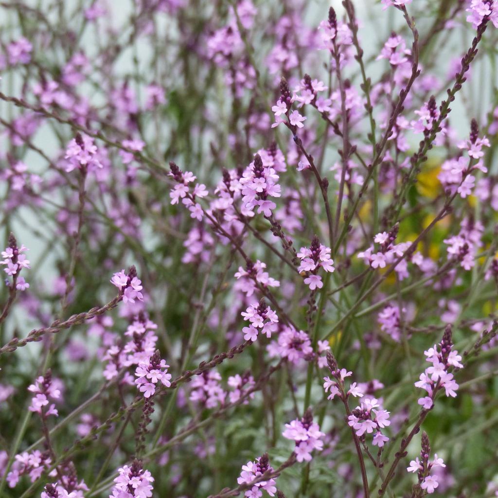 Verbena officinalis Bampton - Verveine vivace à feuillage décoratif