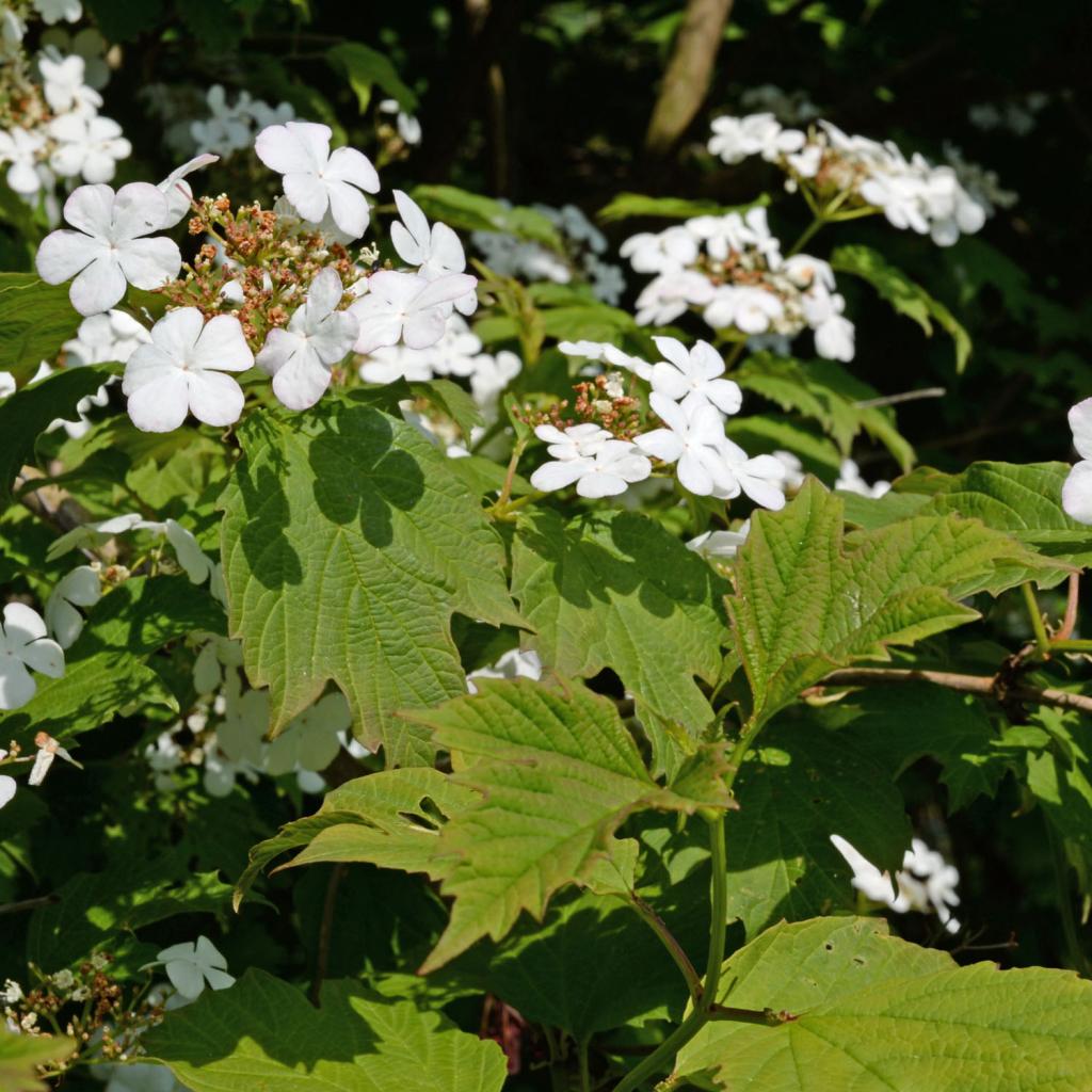 Viburnum opulus - Viorne obier - Arbuste doté de fleurs plates, blanches