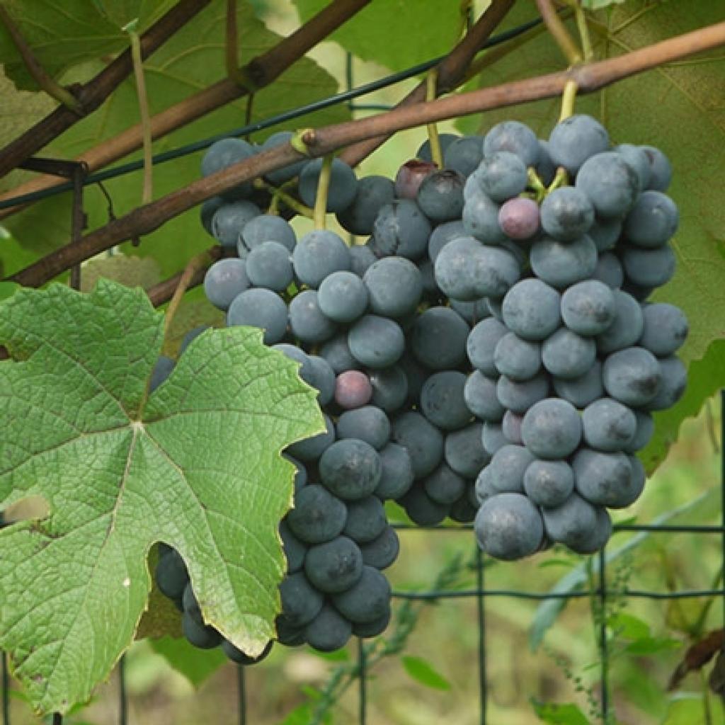 Vigne Fragola Nera - Vitis labrusca x vinifera aux raisins noirs parfumés