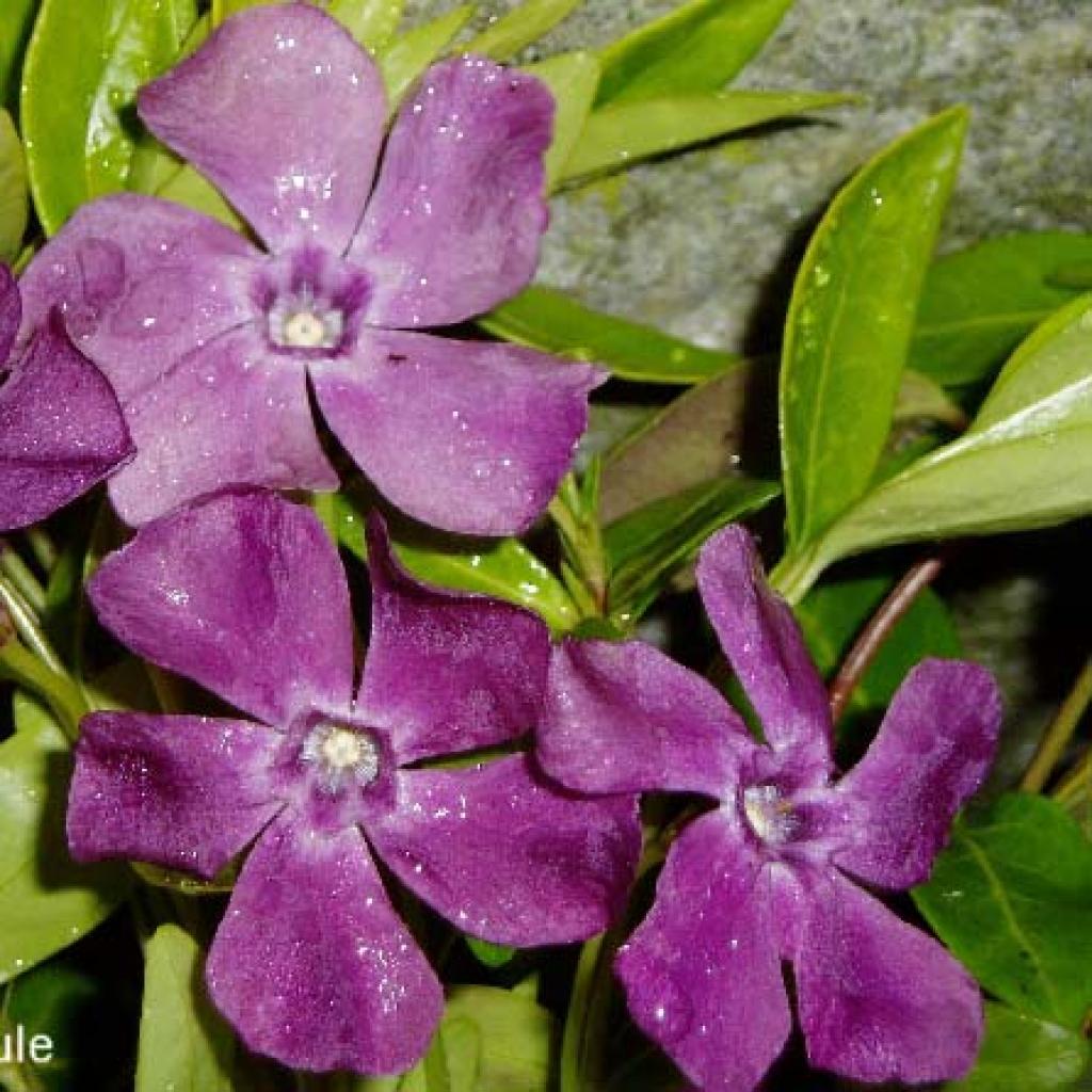Pervenche - Vinca Minor Atropurpurea - Un couvre sol à jolies fleurs ...