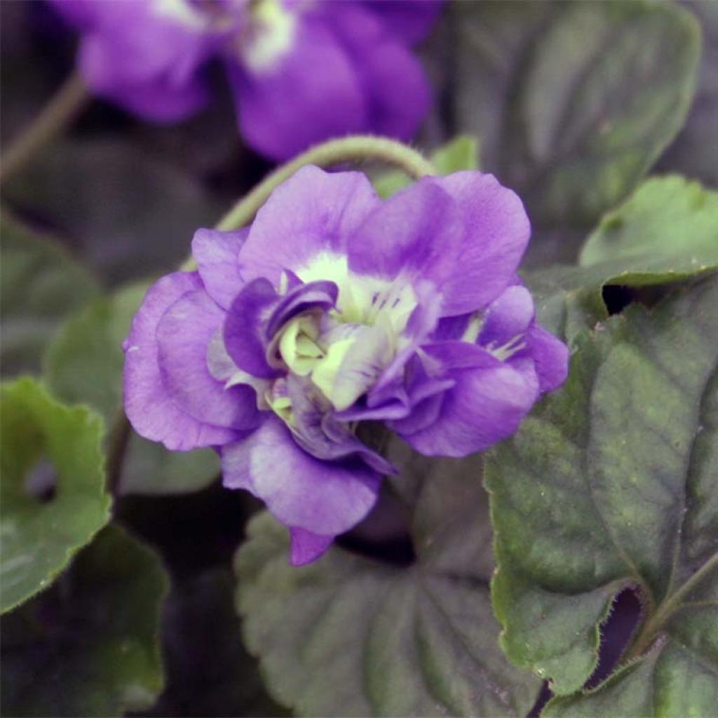 Viola odorata Plena - Violette de Toulouse, odorante, à fleurs doubles