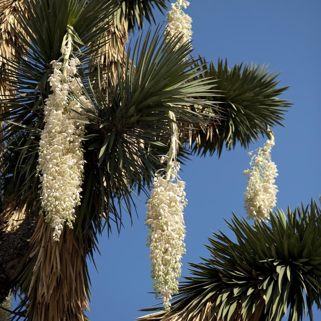 Yucca filifera ou australis - Yucca filifère - Espèce arborescente de ...