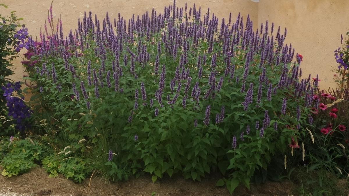 Agastache Black Adder – Fleurs bleu électrique sur tiges noires