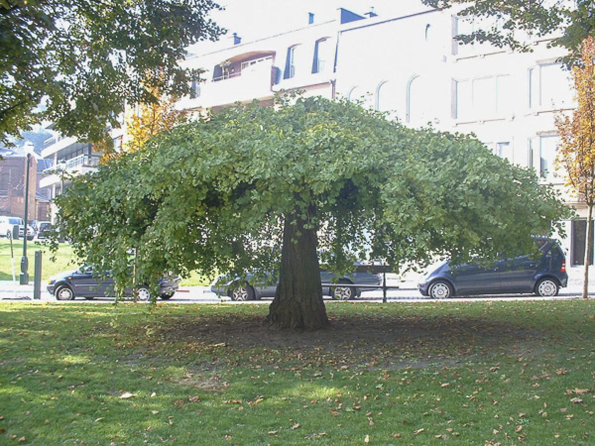 Ginkgo biloba Pendula - Arbre aux quarante écus au port pleureur original