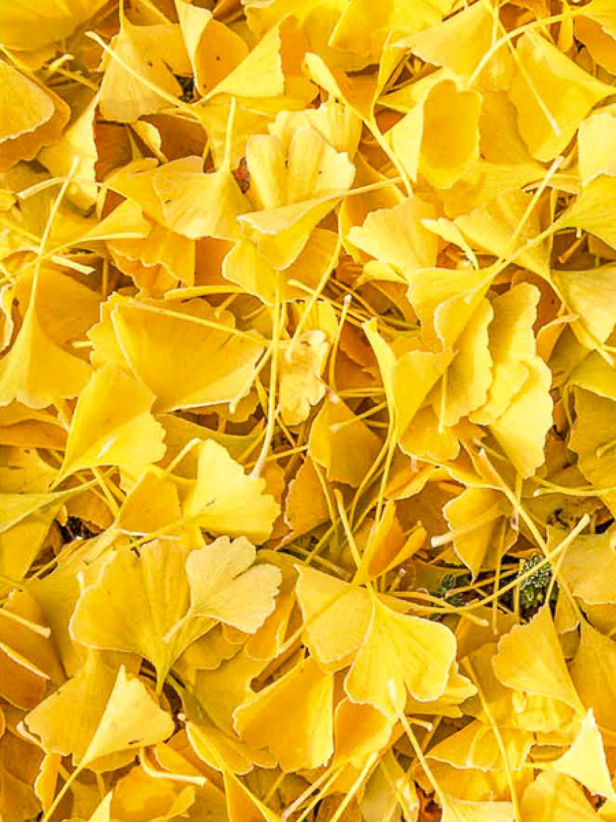 Ginkgo biloba Pendula - Arbre aux quarante écus au port pleureur original
