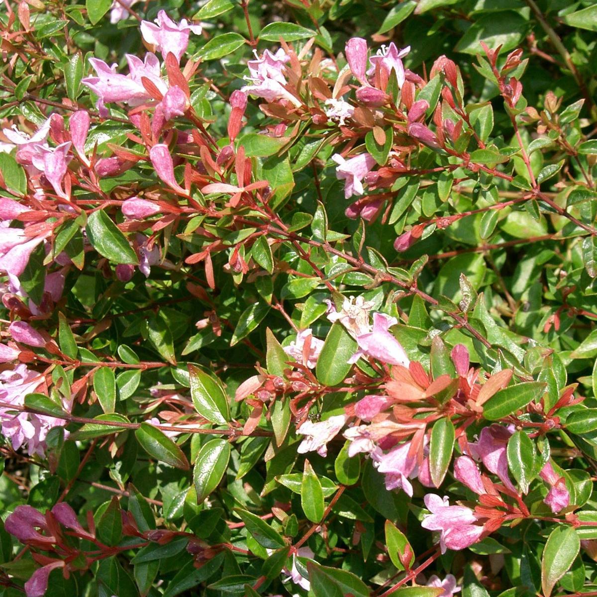 Abelia grandiflora Edward Goucher - Arbuste compact, fleurs rose lilas