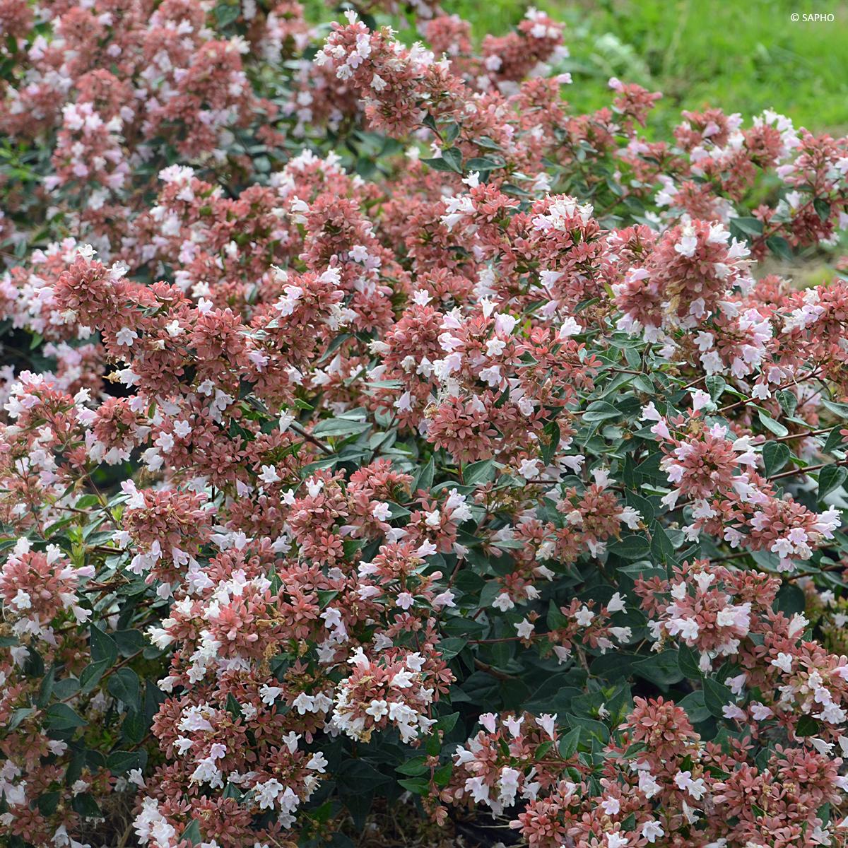 Abelia Raspberry Profusion - Abélia à floraison précoce et abondante ...