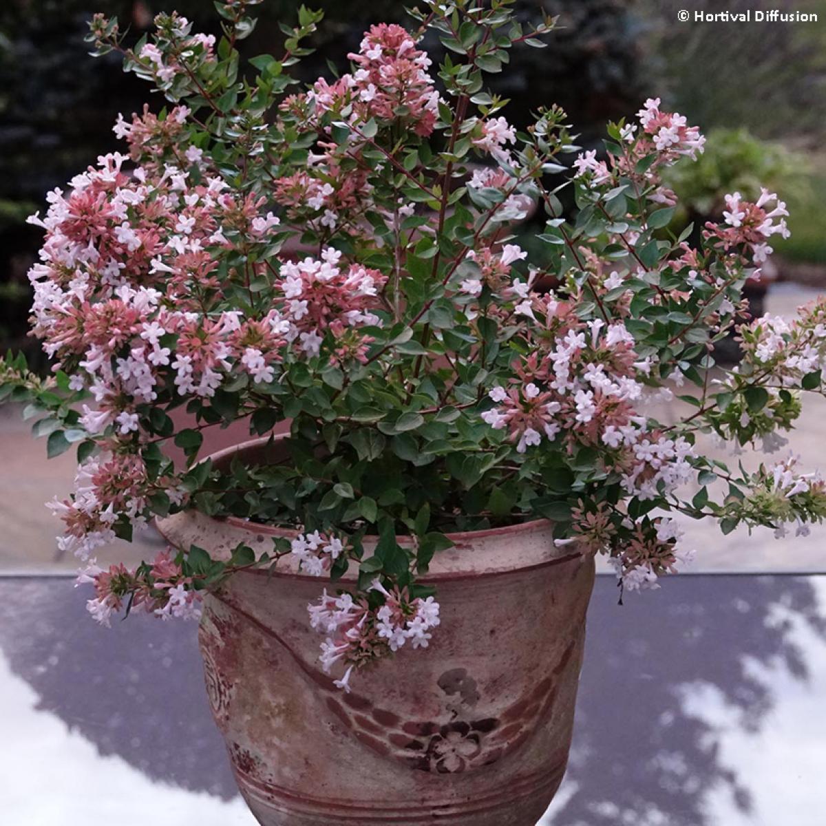 Abelia chinensis Autumn Festival Minabaut01 - Abélia de Chine à ...