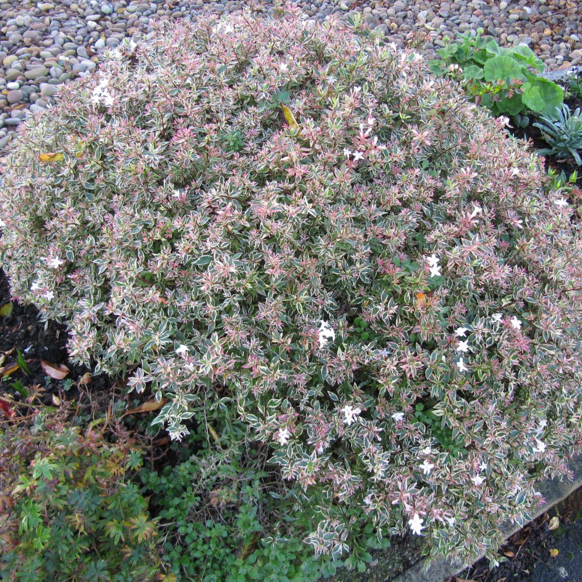 Abelia grandiflora Confetti - Arbuste nain au beau feuillage panaché