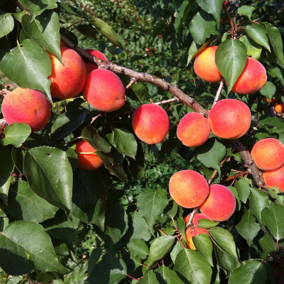 Abricotier Orange Summer - Prunus armeniaca, autofertile et tardif