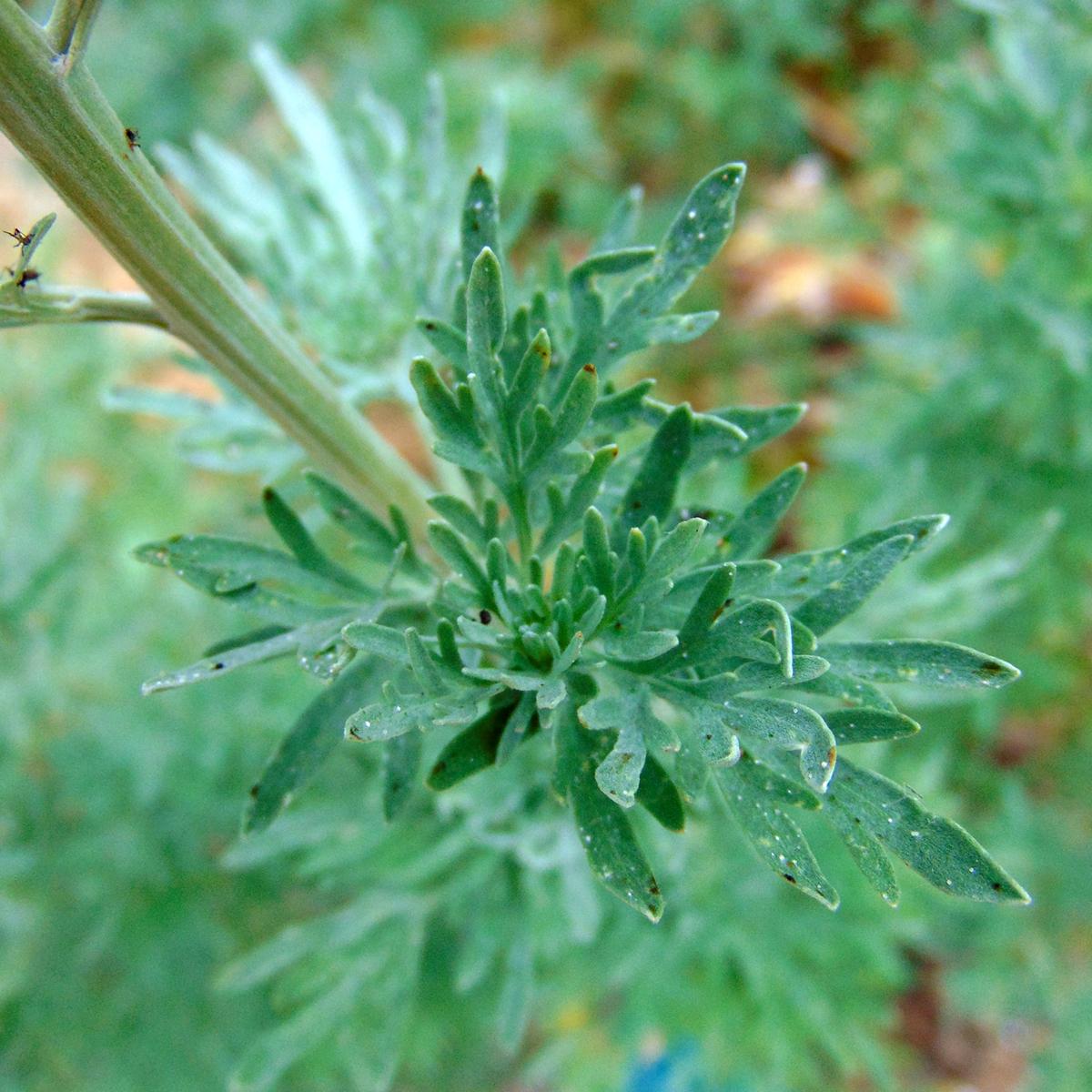 Absinthe - Artemisia absinthium - Plant d'aromatique