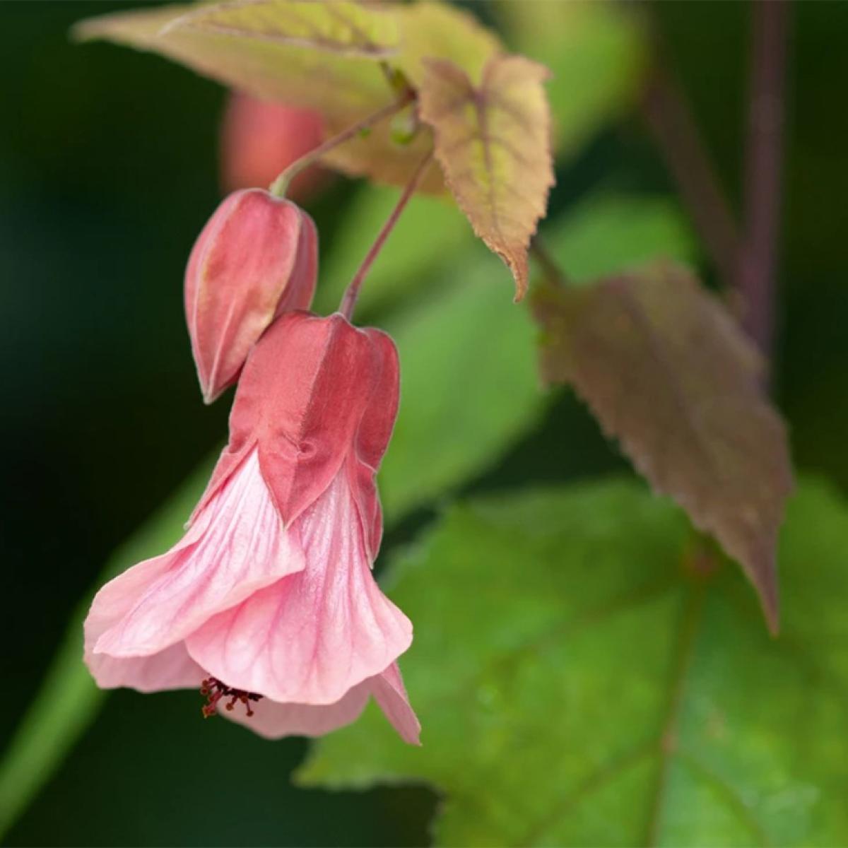 Abutilon megapotamicum Pink Charm - Arbuste aux lanternes rose pâle ...