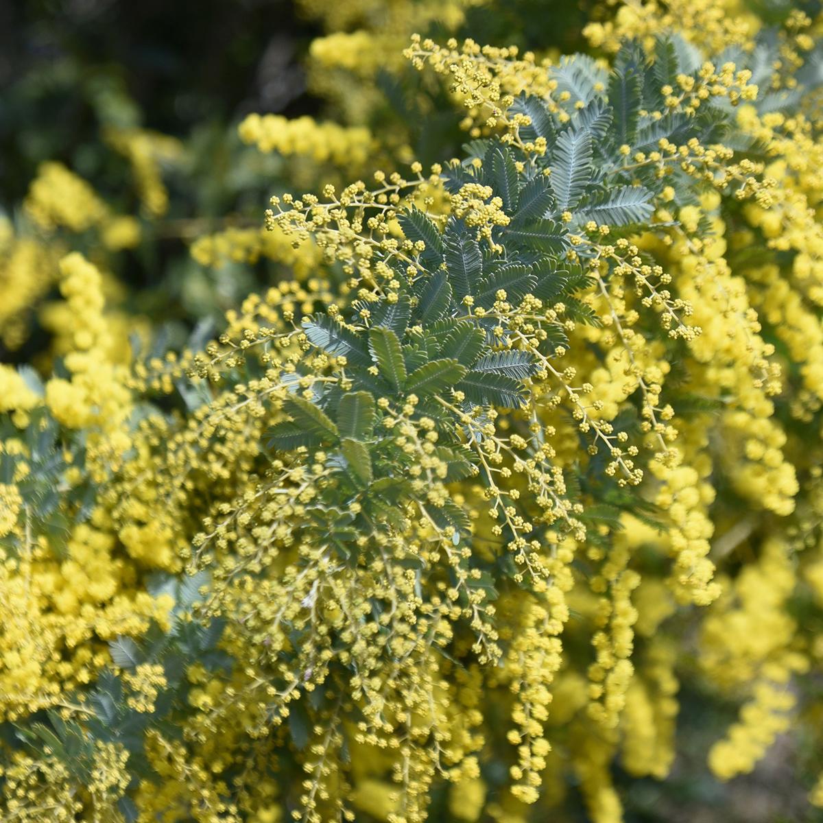 Acacia baileyana - Mimosa de Bailey - Petit arbre au fin feuillage gris ...