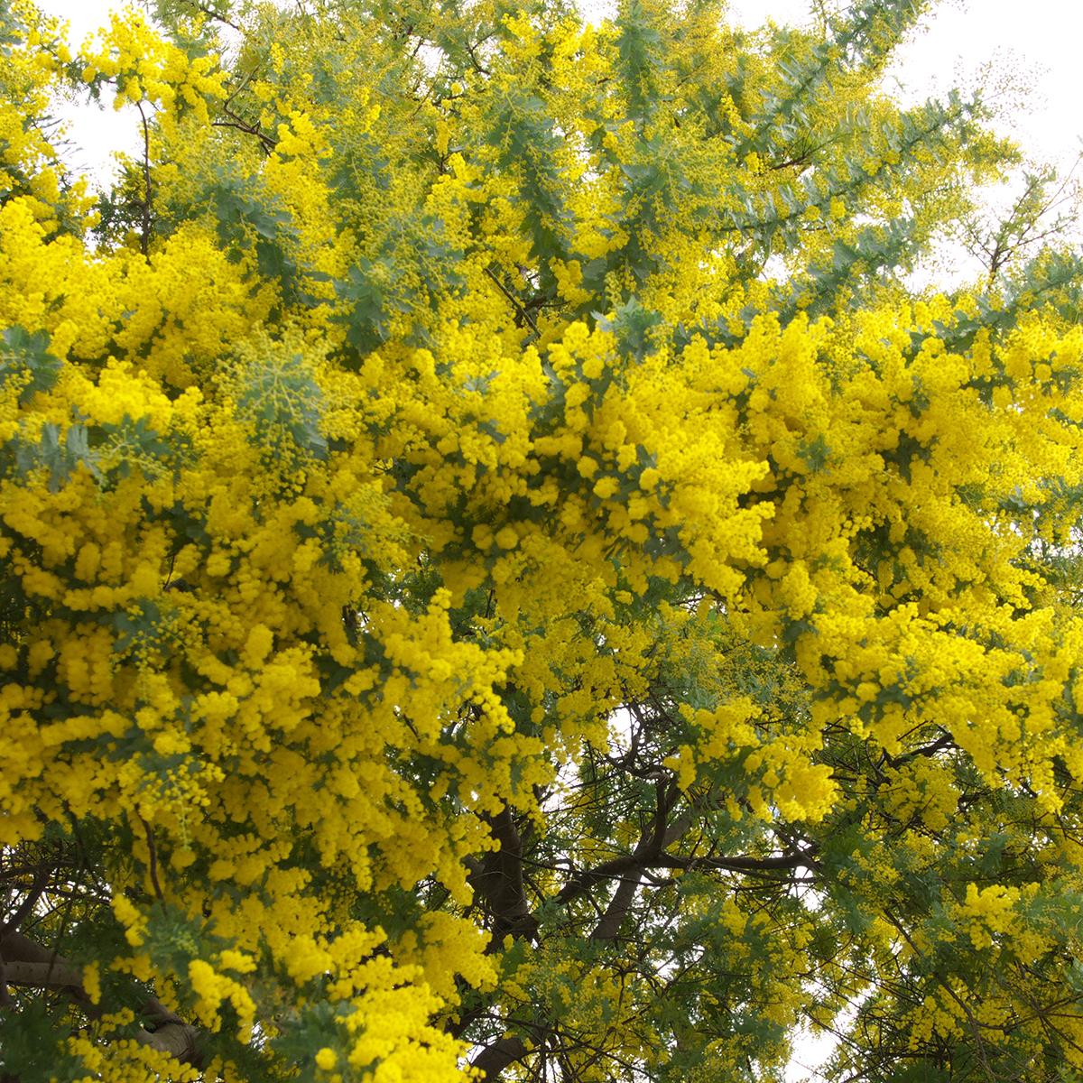 Acacia baileyana - Mimosa de Bailey - Petit arbre au fin feuillage gris ...