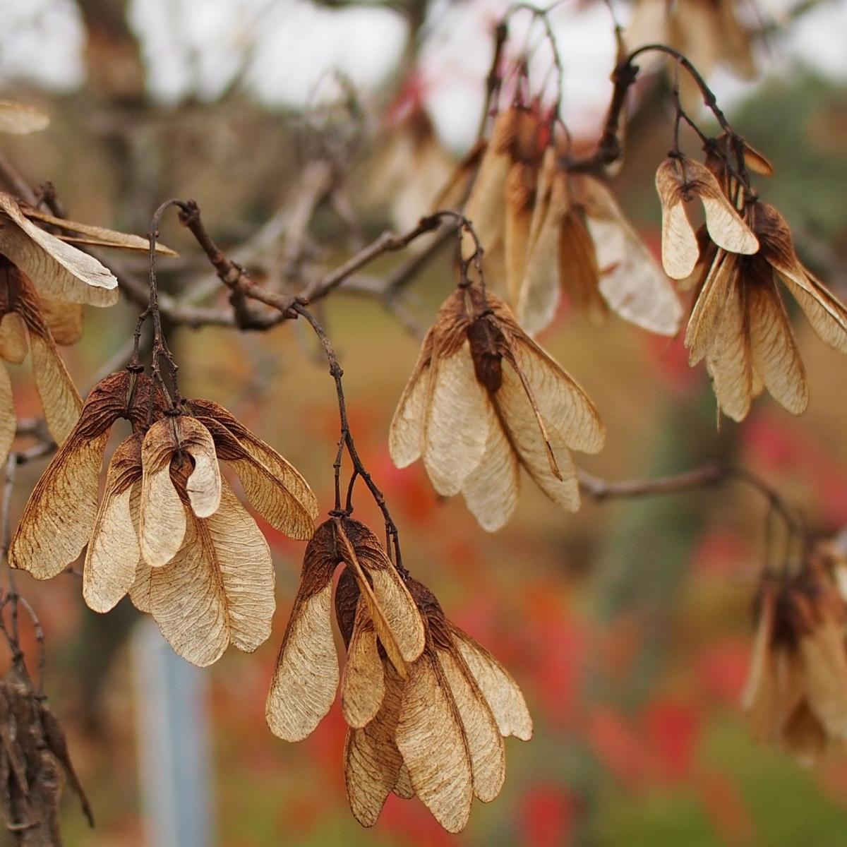 Acer ginnala - Érable du fleuve Amour, orangé à rouge vif à l’automne